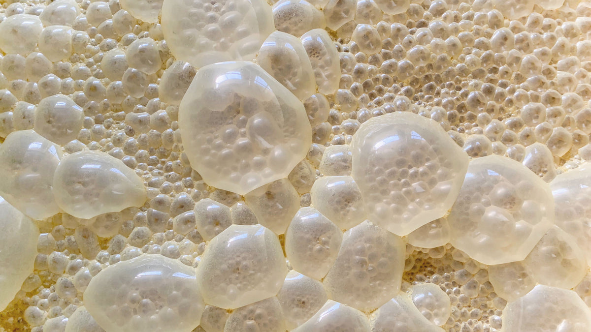 The Power of Ferments: Inside and Outside of the Body – SLOANE MARLEY™